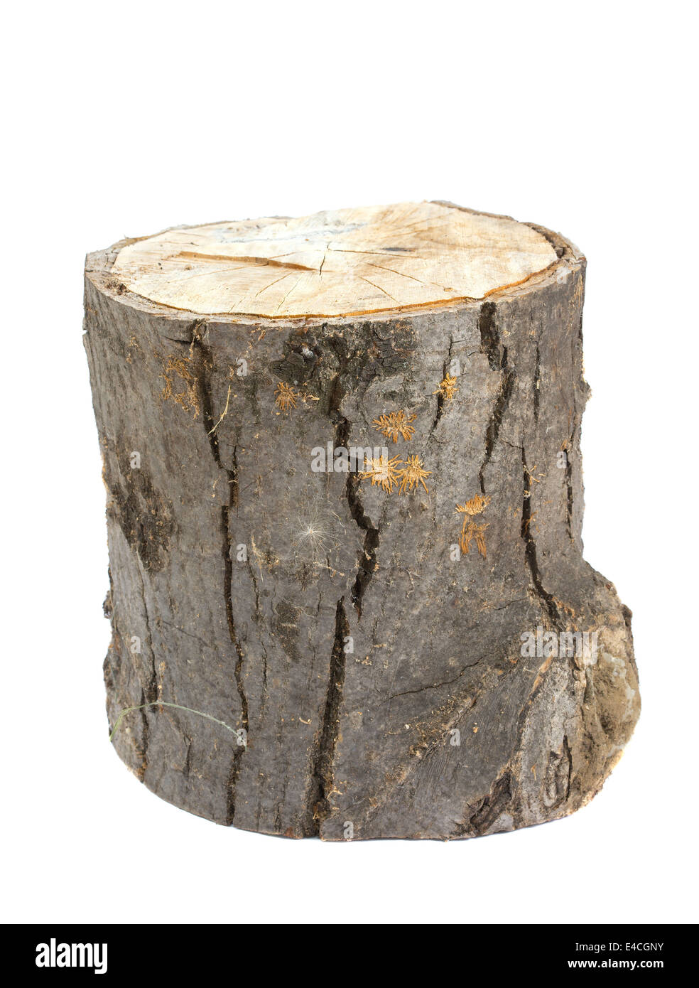 Wooden log Cut Out Stock Images & Pictures - Alamy