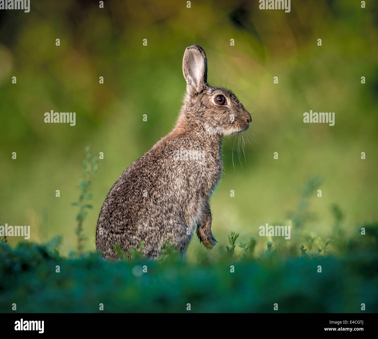 Rabbit standing hi-res stock photography and images - Alamy