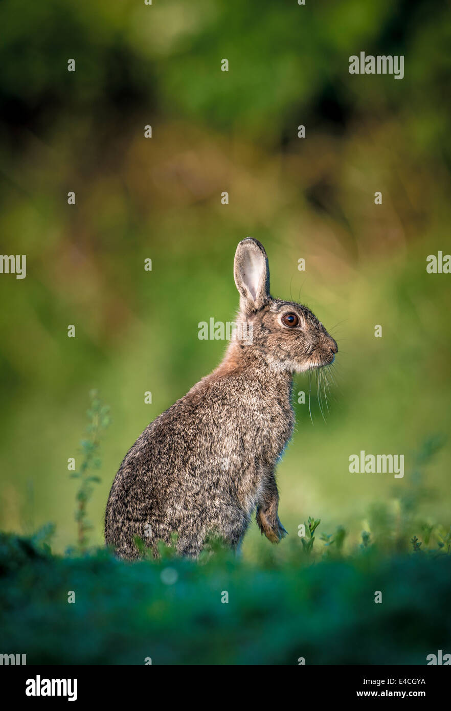 Rabbit standing upright alert to danger Stock Photo - Alamy