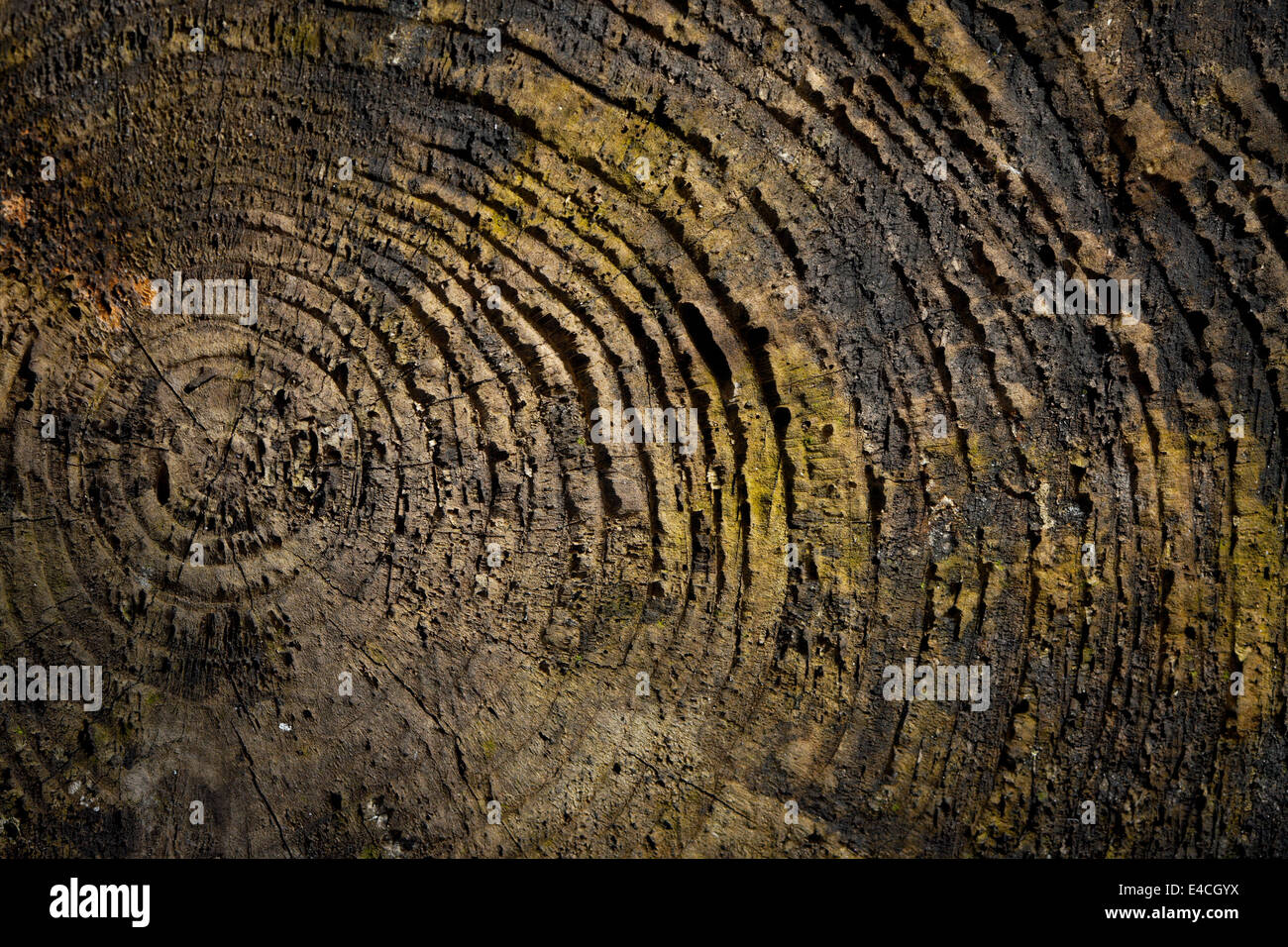 Dark log hi-res stock photography and images - Alamy