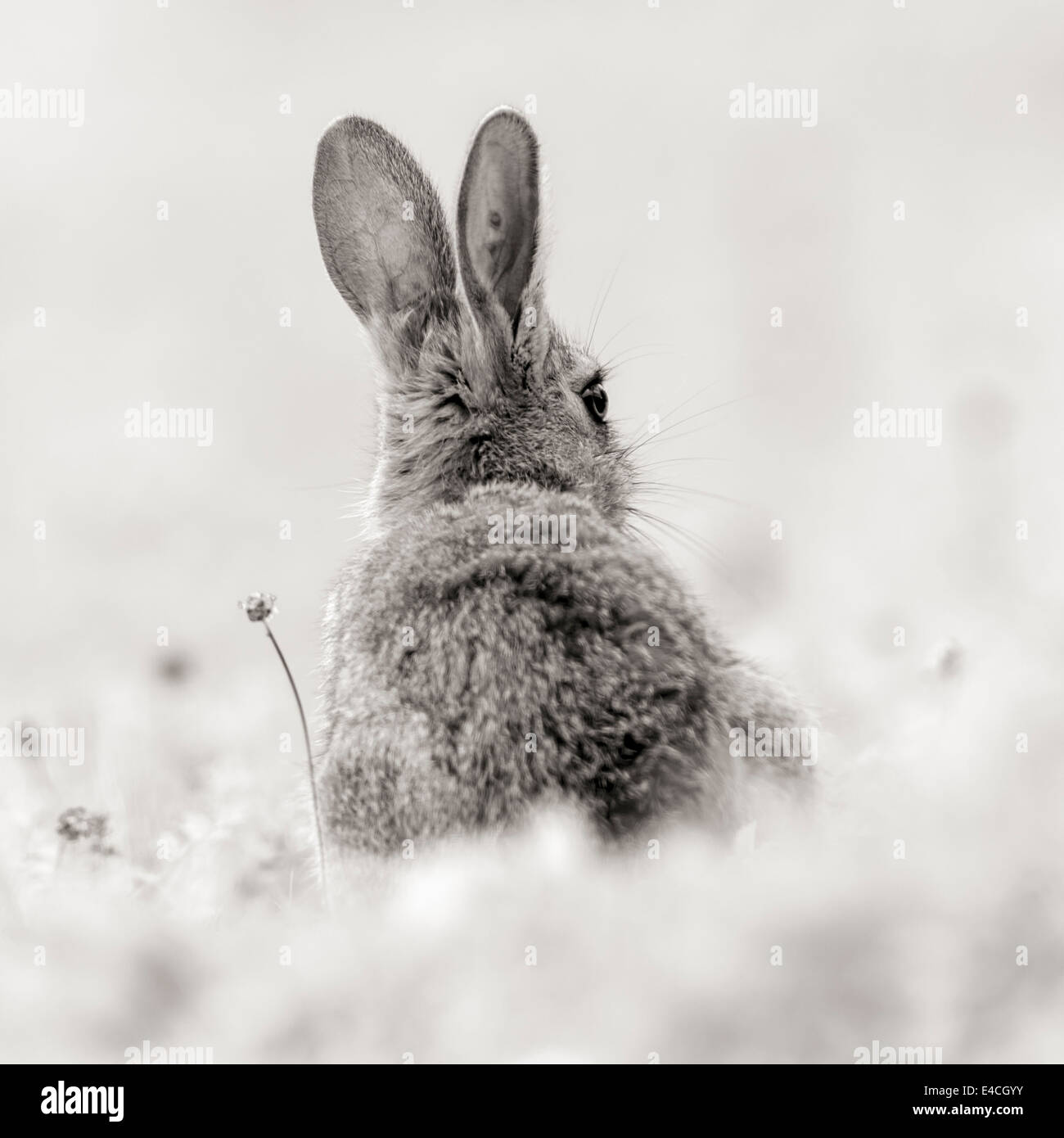 Black rabbit and white rabbits hi-res stock photography and images - Alamy