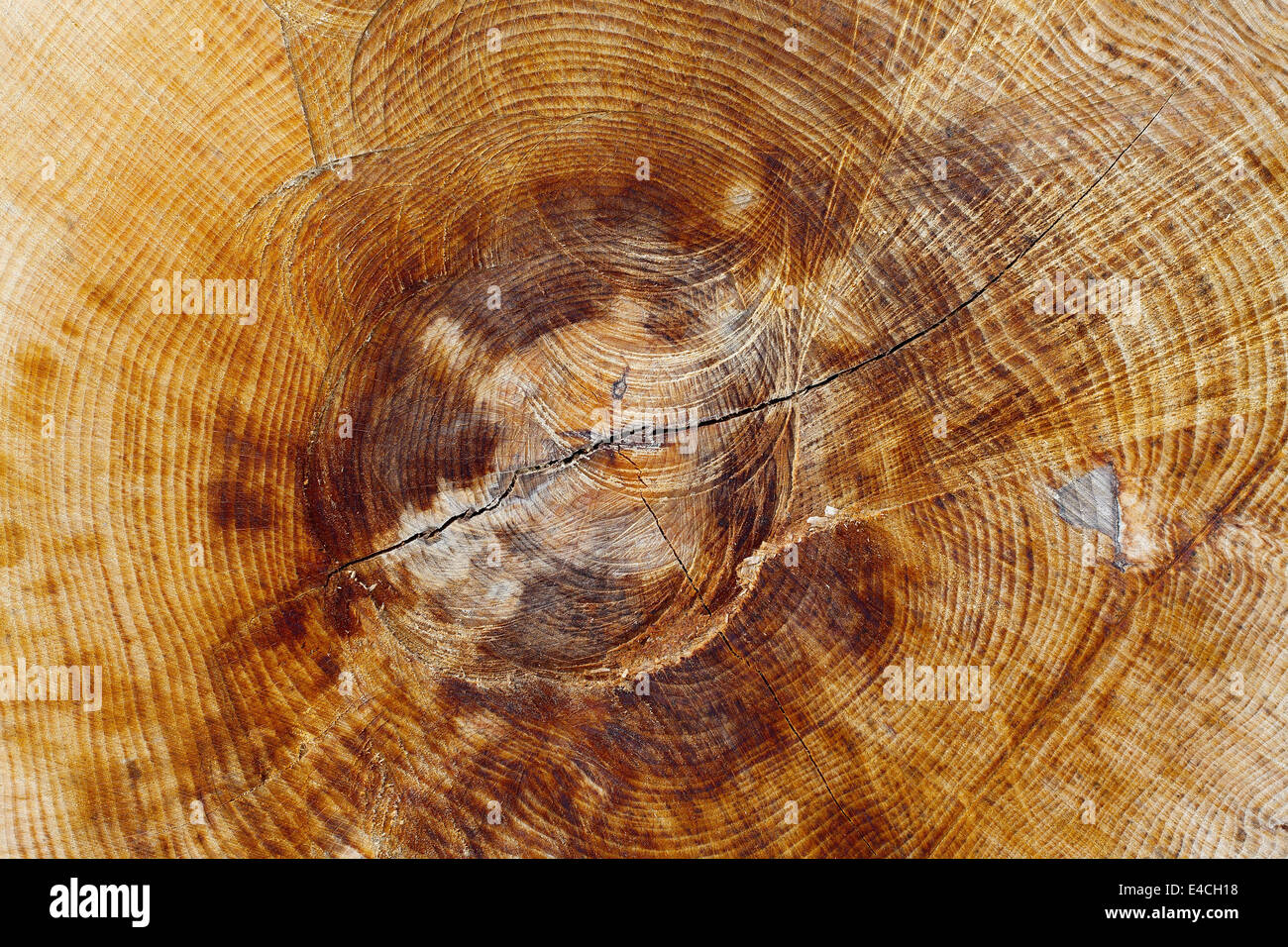 Big tree trunk sawmill hi-res stock photography and images - Alamy