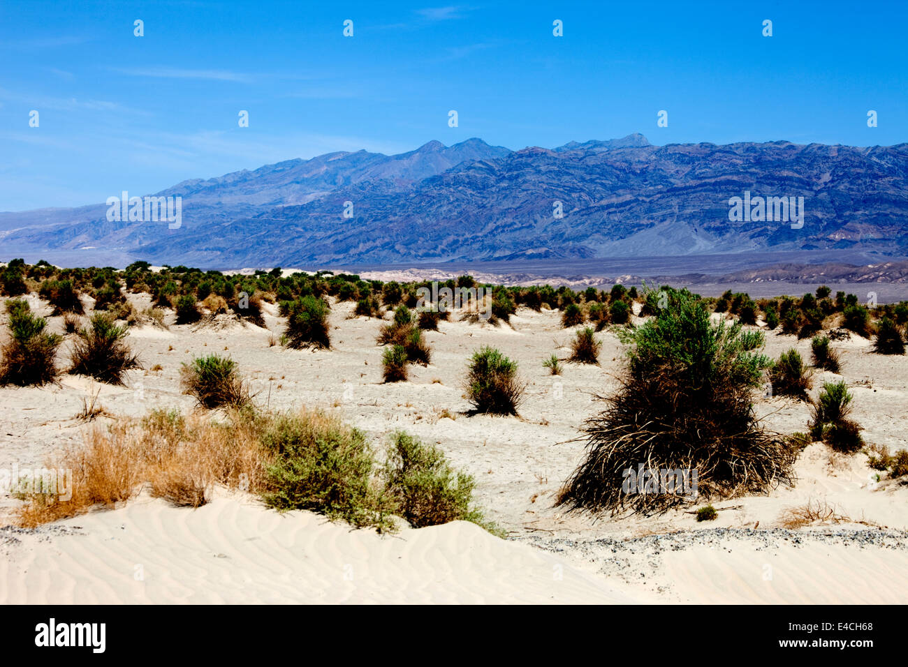 Devil's Cornfield, Death Valley National Park, California, USA Stock ...
