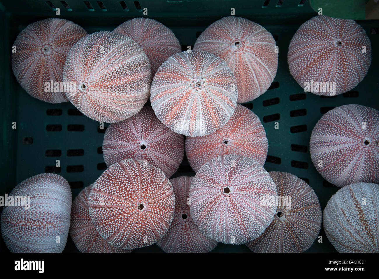 Cornwall. Roseland Peninsular. St Mawes . Sea urchin shells Stock Photo ...