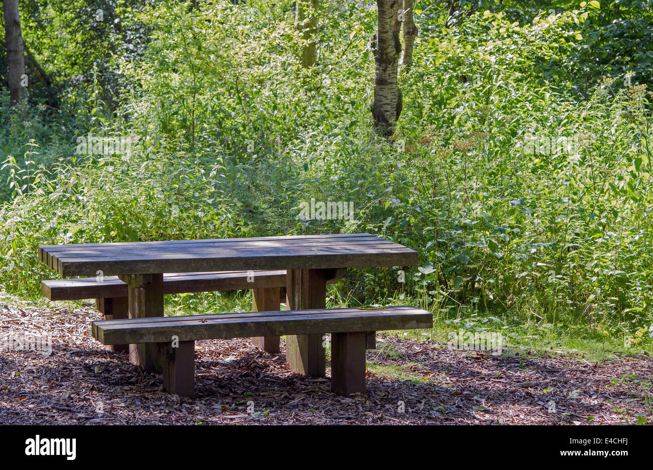 Wooden picnic bench in shady woodland Stock Photo - Alamy