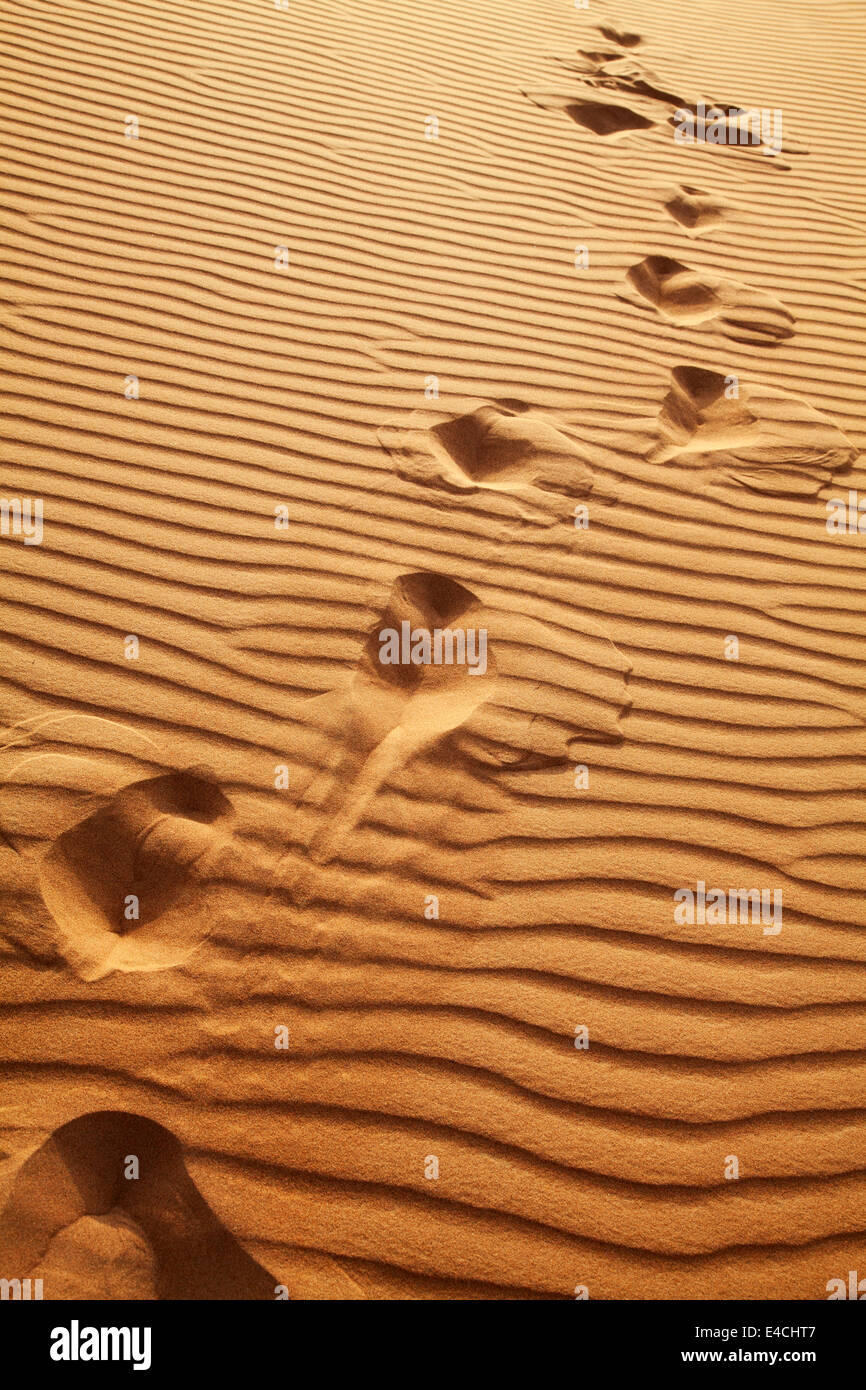 Red sand "Arabian desert" near Dubai, United Arab Emirates Stock Photo ...