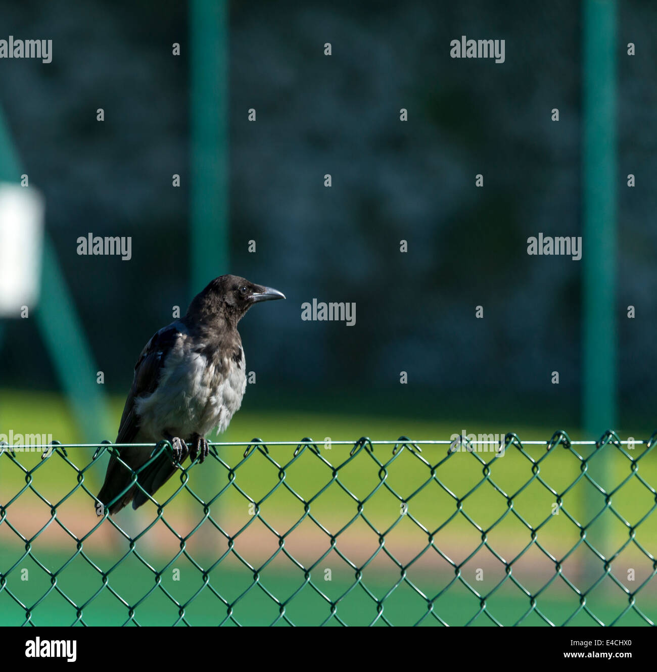 Northern carrion crow hi-res stock photography and images - Alamy