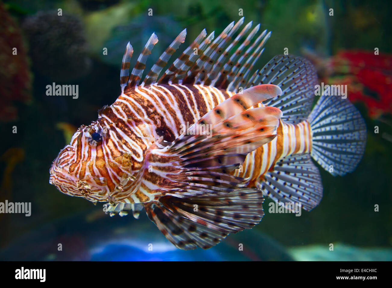 Lion fish one of the most venomous sea creatures Stock Photo - Alamy