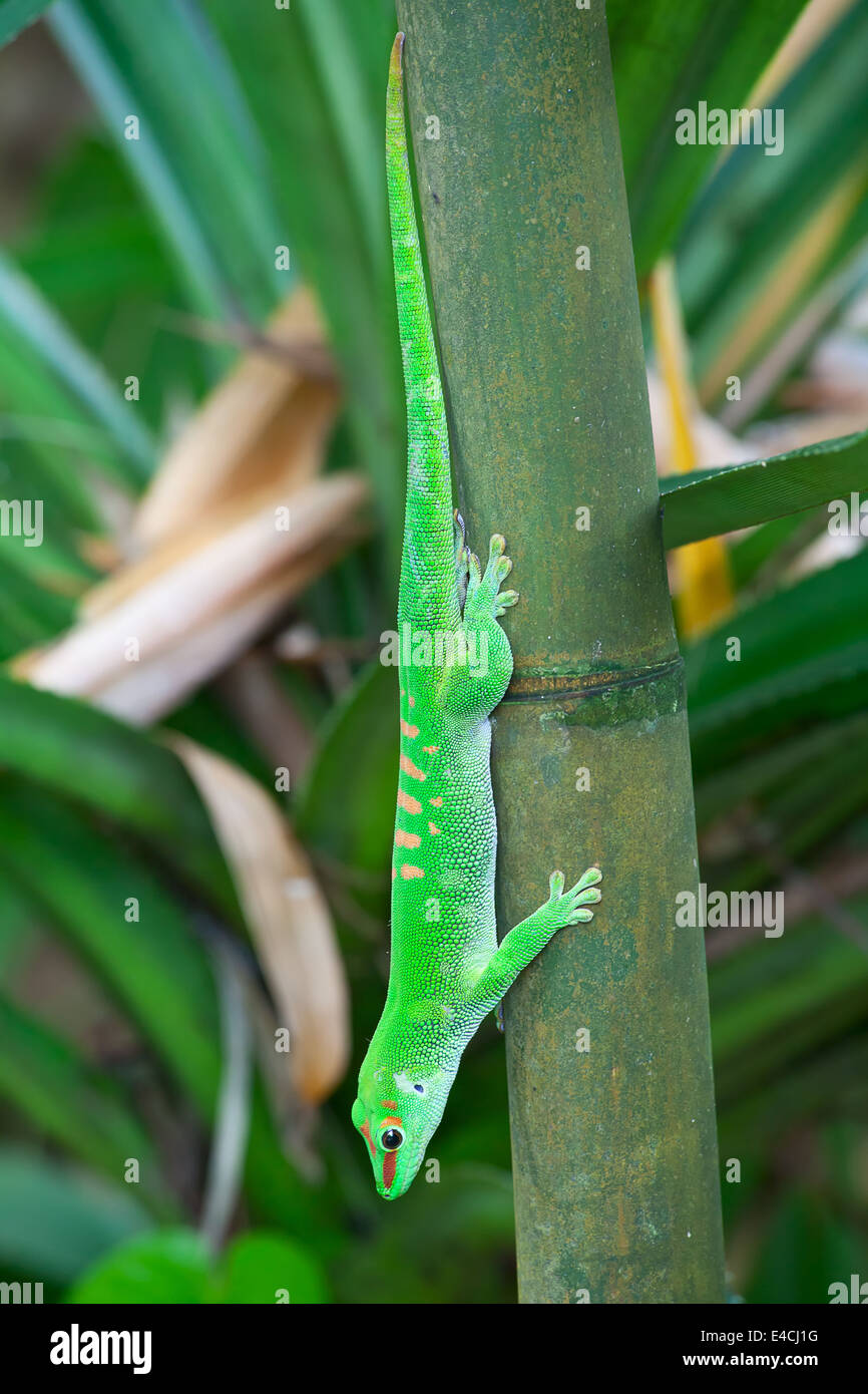 Green gecko on the bamboo (Zurich zoo Stock Photo - Alamy