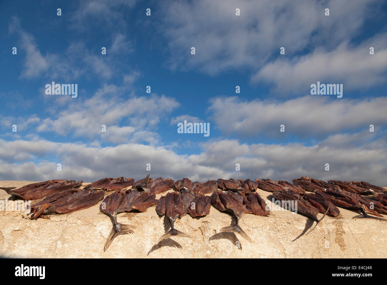 Rotting cod fish hi-res stock photography and images - Alamy