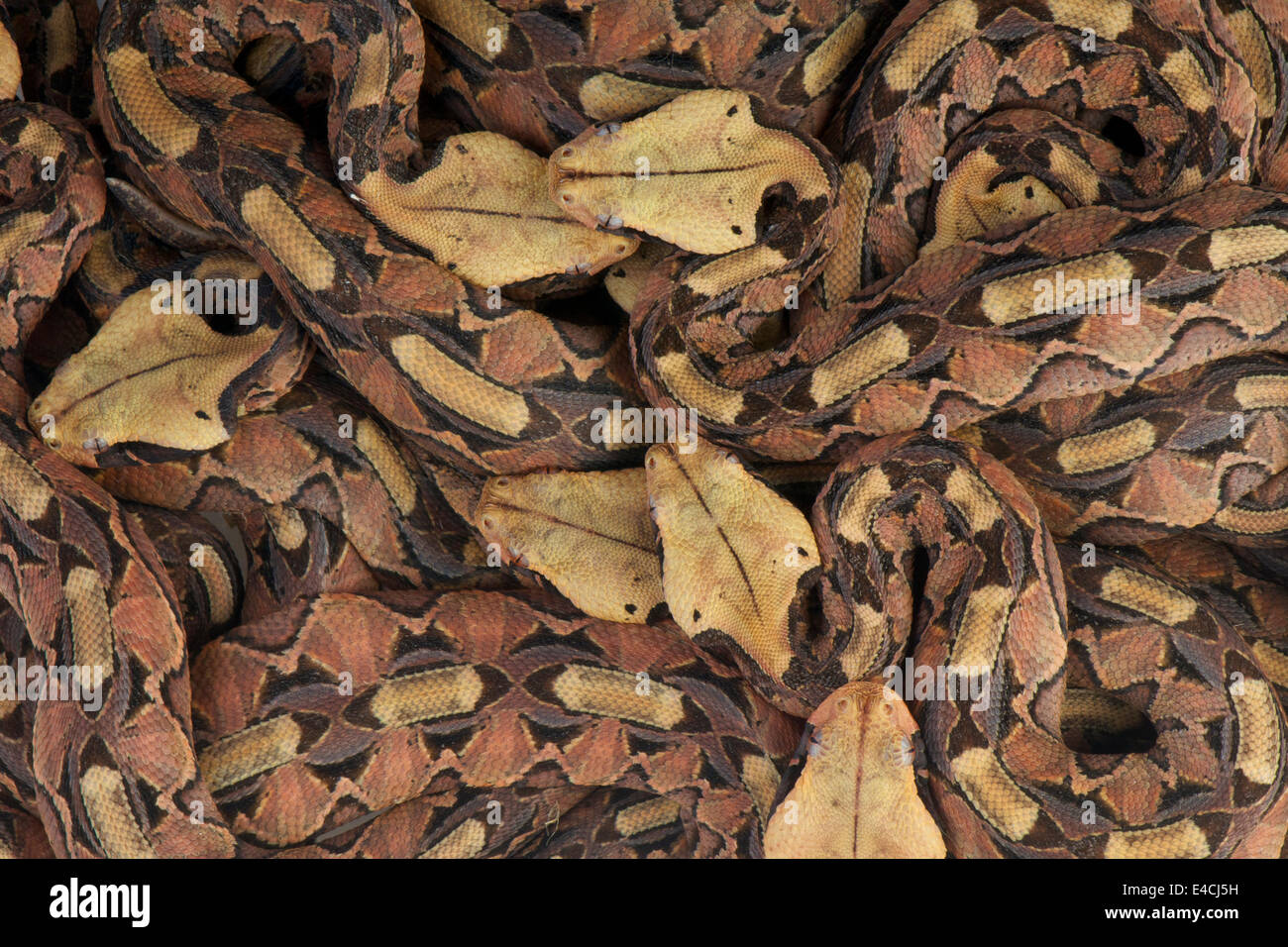 Gaboon vipers / Bitis gabonica Stock Photo - Alamy