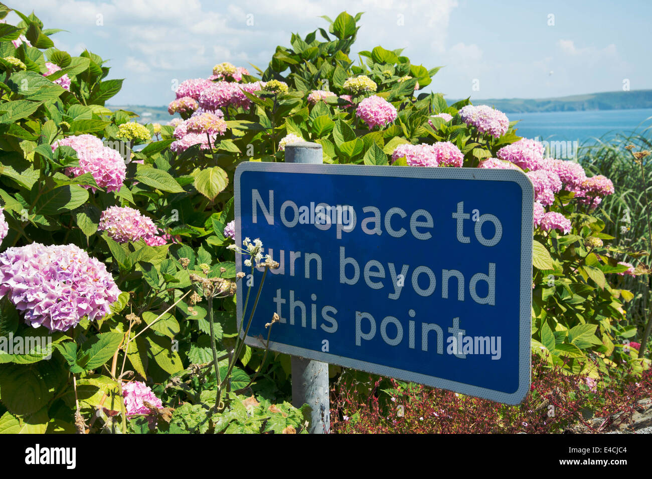 Cornwall. Roseland Peninsular. Portscatho. Pink hydrangeas with sign ...