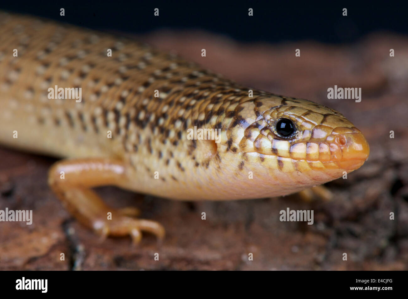 Ocellated skink / Chalcides ocellatus Stock Photo - Alamy