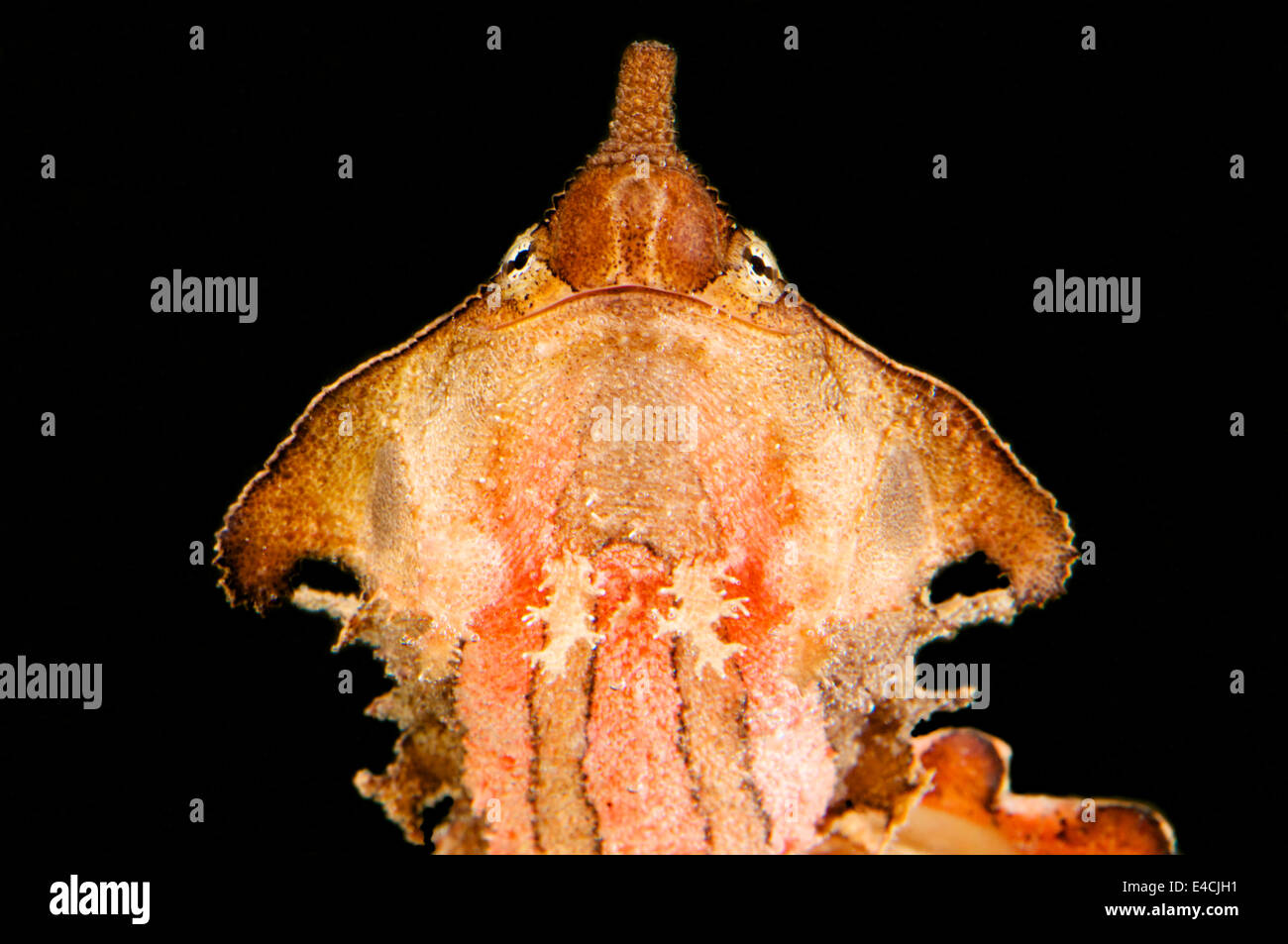 Matamata turtle hi-res stock photography and images - Alamy