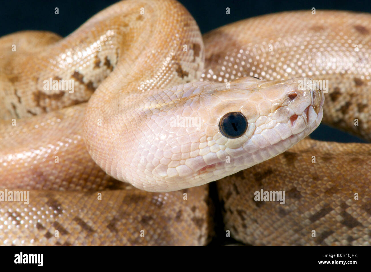 Burmese python / Python molurus bivittatus Stock Photo - Alamy Burmese python / Python molurus bivittatus Stock Photo - Alamy