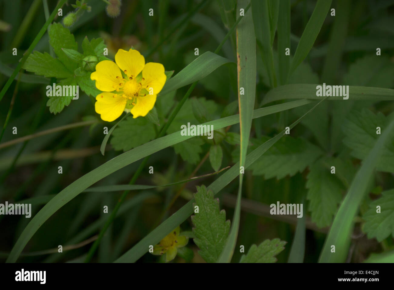 Ranunculus acris flower hi-res stock photography and images - Alamy