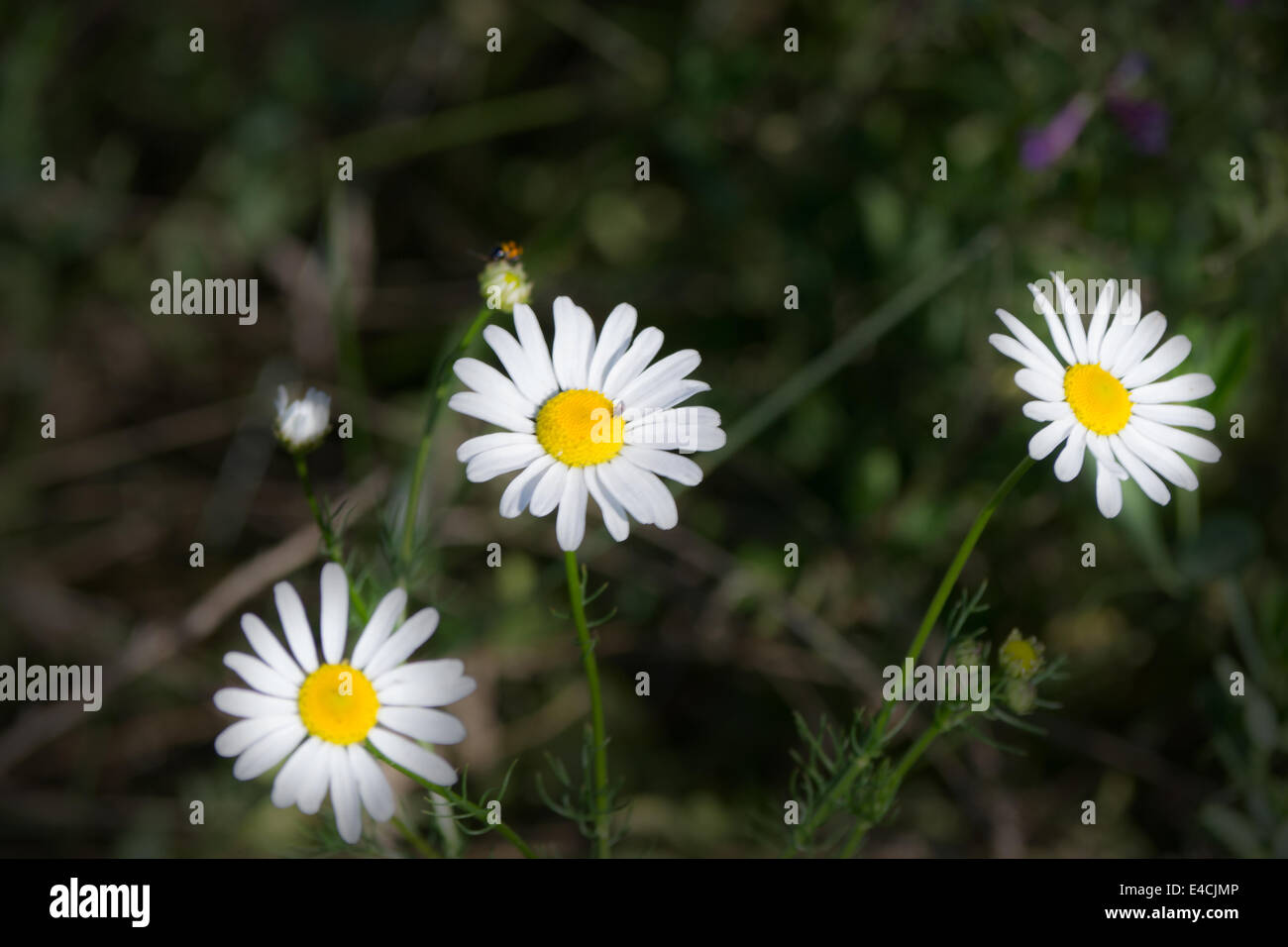 Matricaria Inodora High Resolution Stock Photography and Images - Alamy