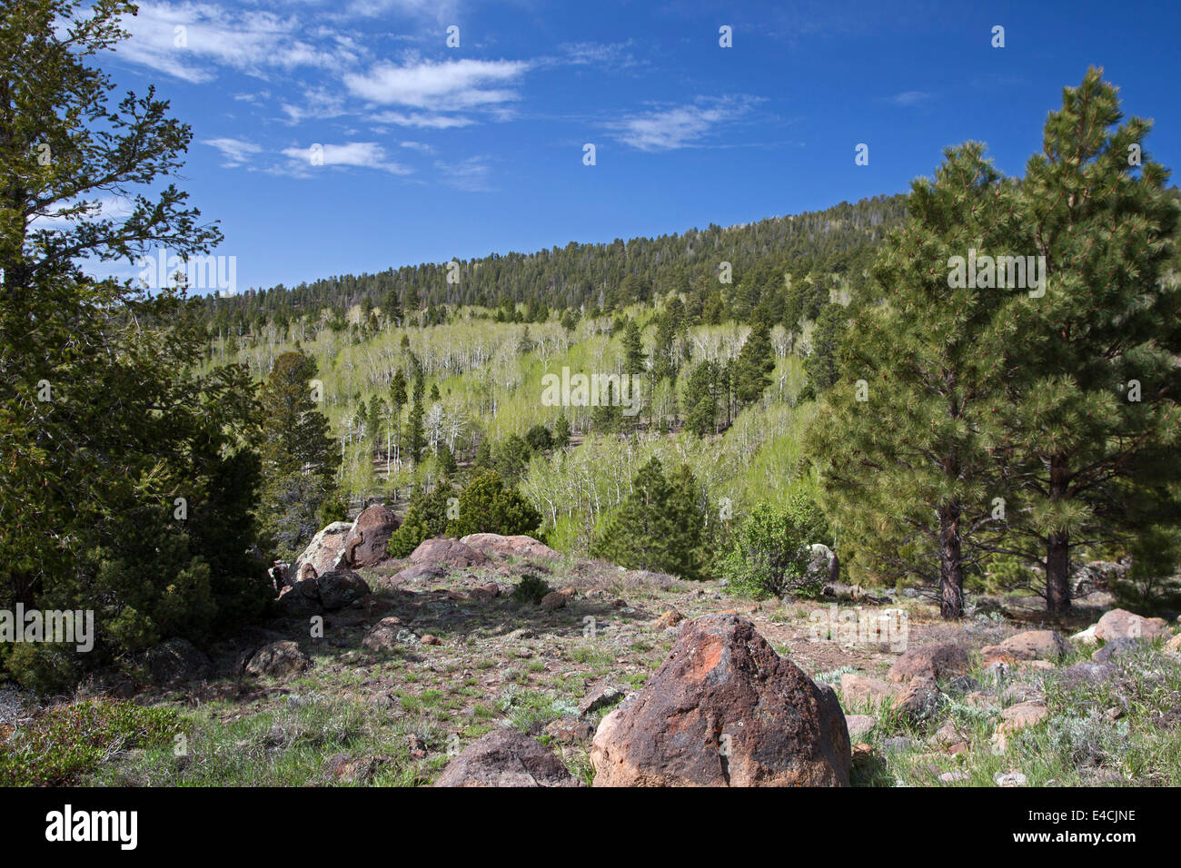 National forest hi-res stock photography and images - Alamy