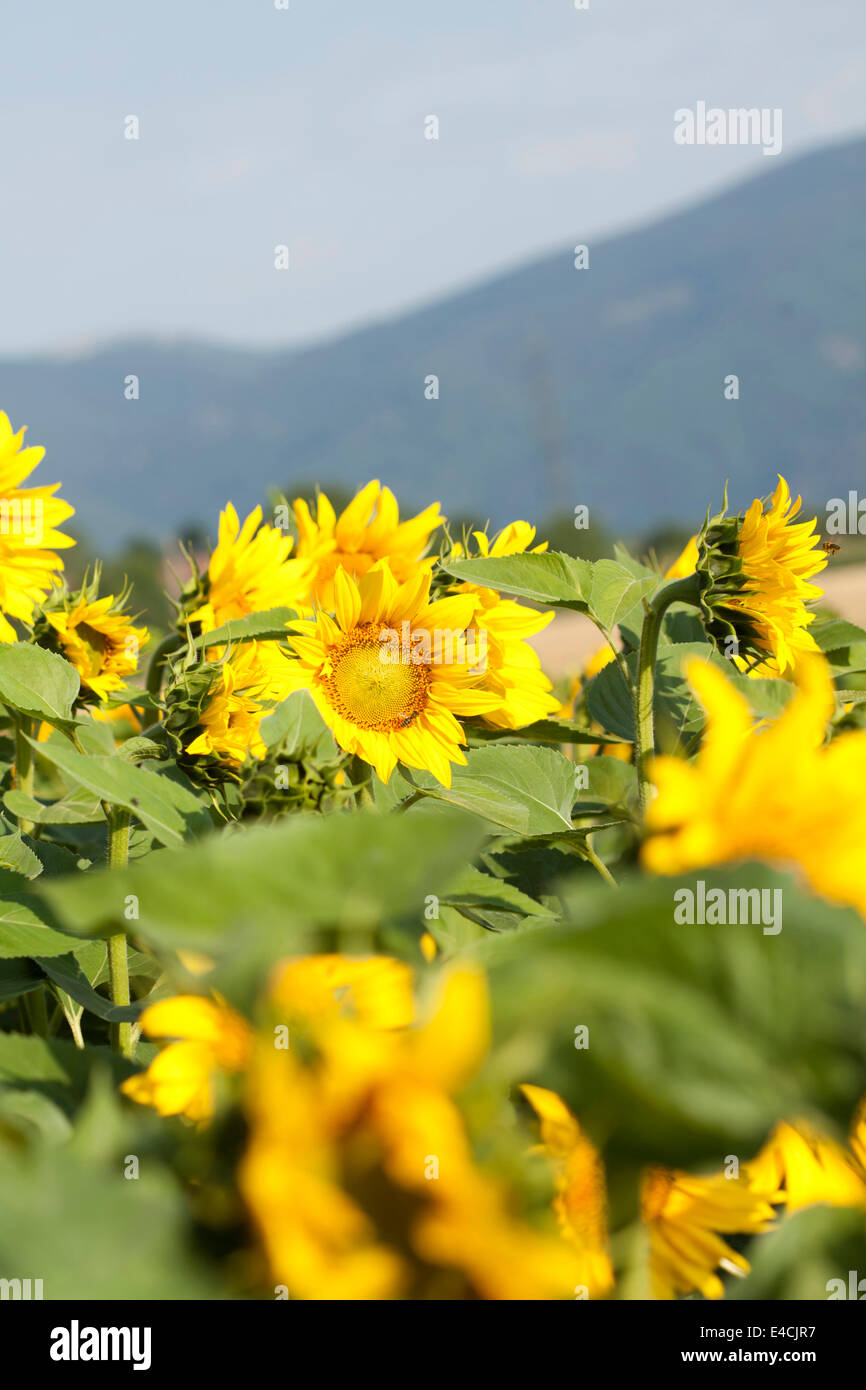 Photo of blooming sunflower field Stock Photo - Alamy