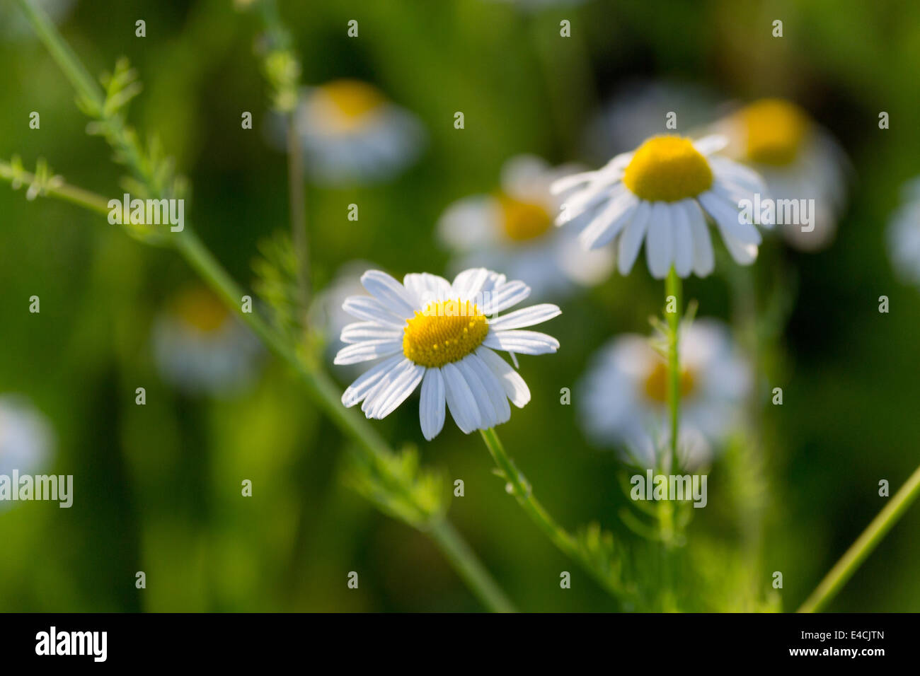 Matricaria inodora hi-res stock photography and images - Alamy