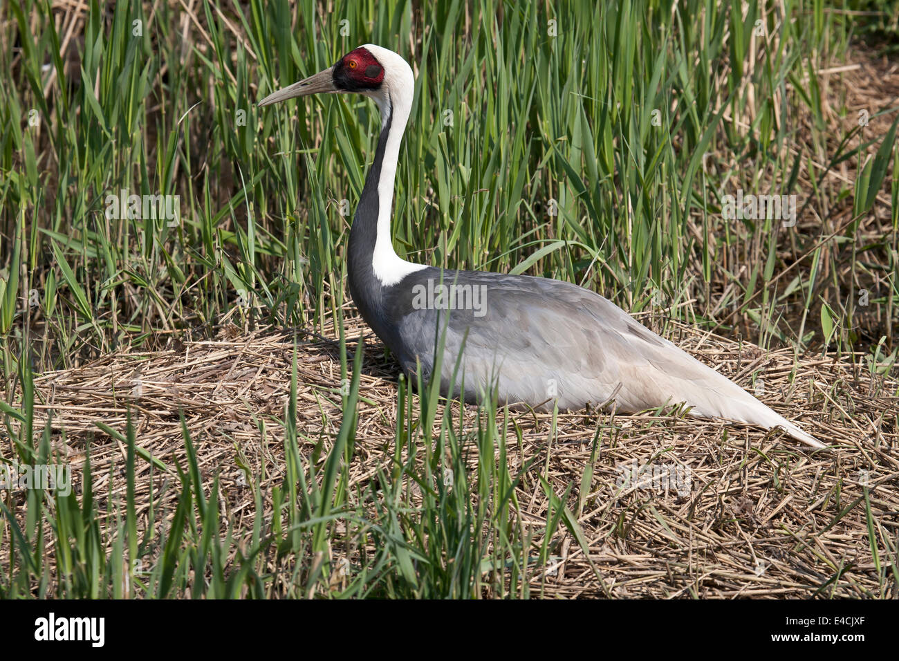European crane hi-res stock photography and images - Alamy