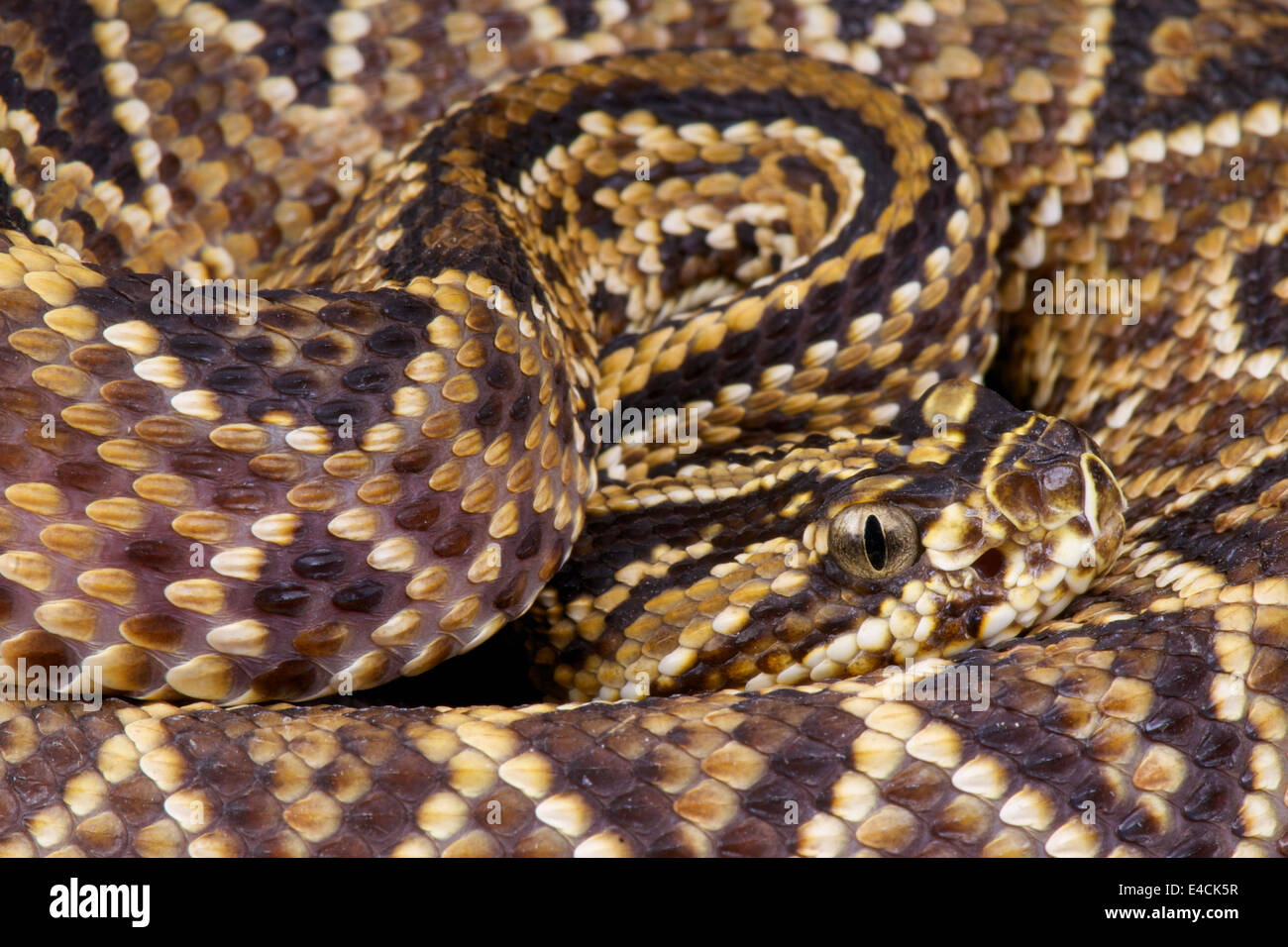 Cascavel Stock Photos & Cascavel Stock Images - Alamy