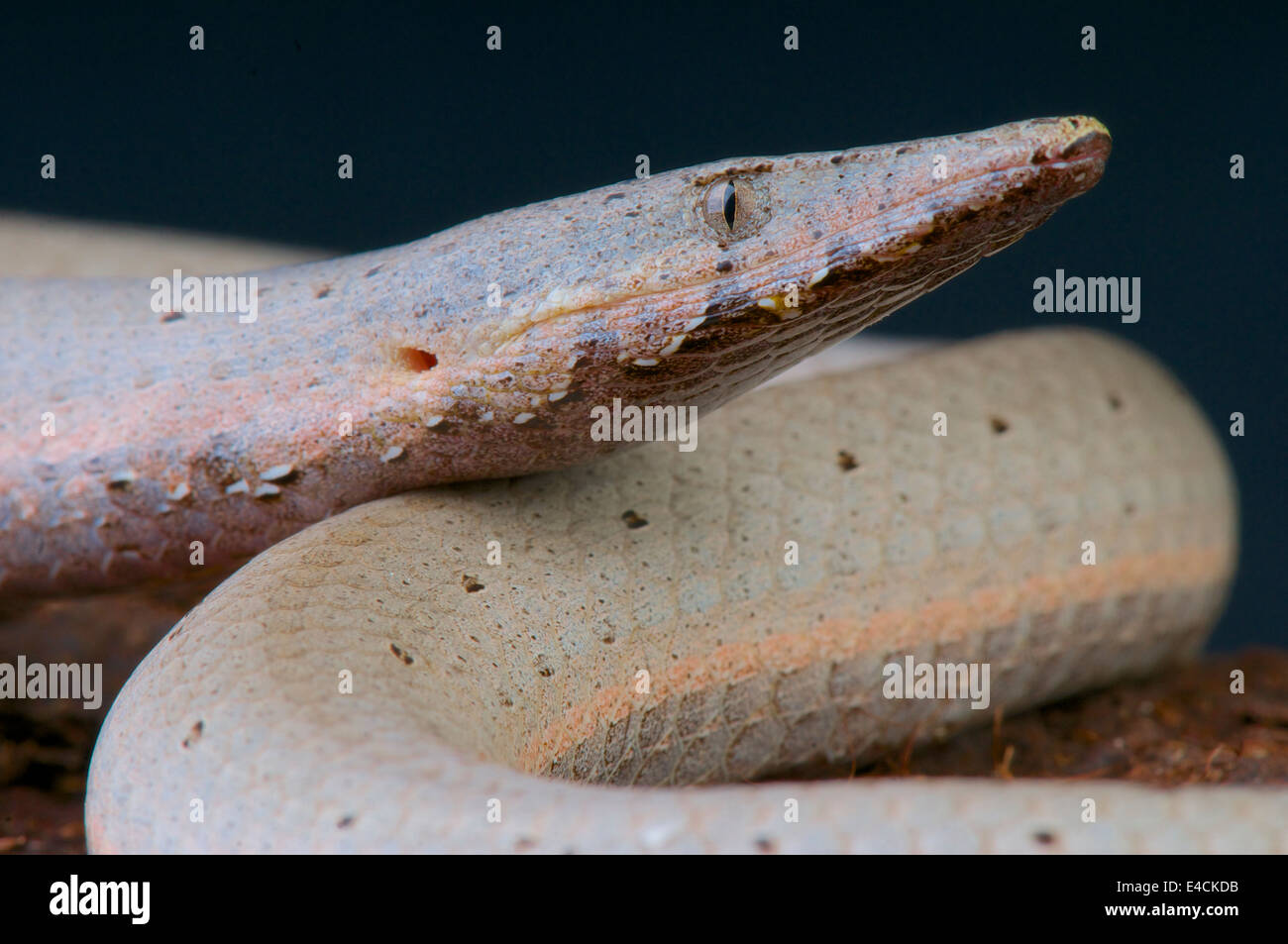 Papua snake lizard / Lialis jicari Stock Photo - Alamy