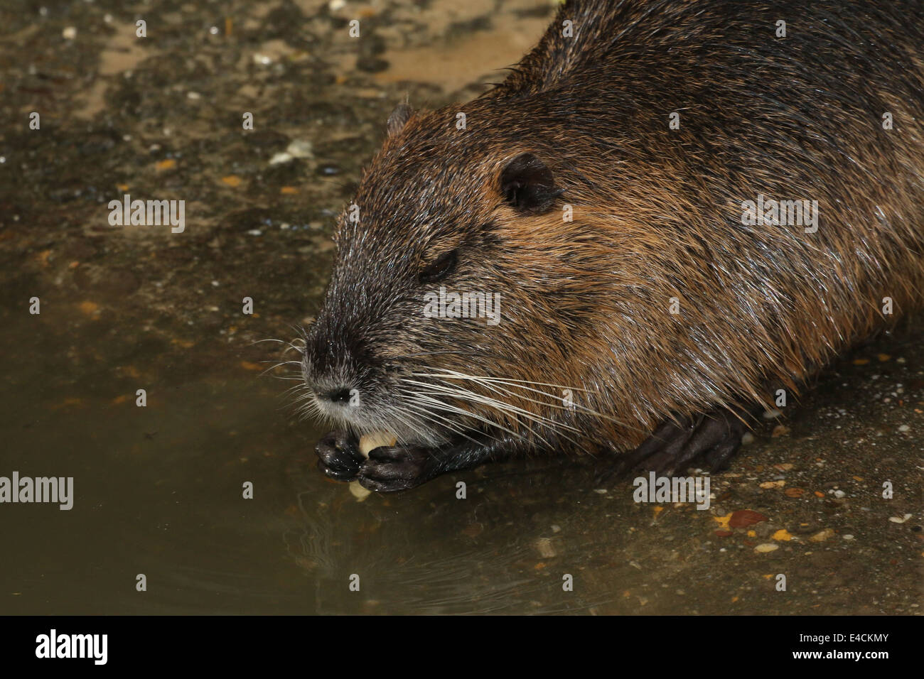 South-American Coypu or river rat (Myocastor coypus Stock Photo - Alamy