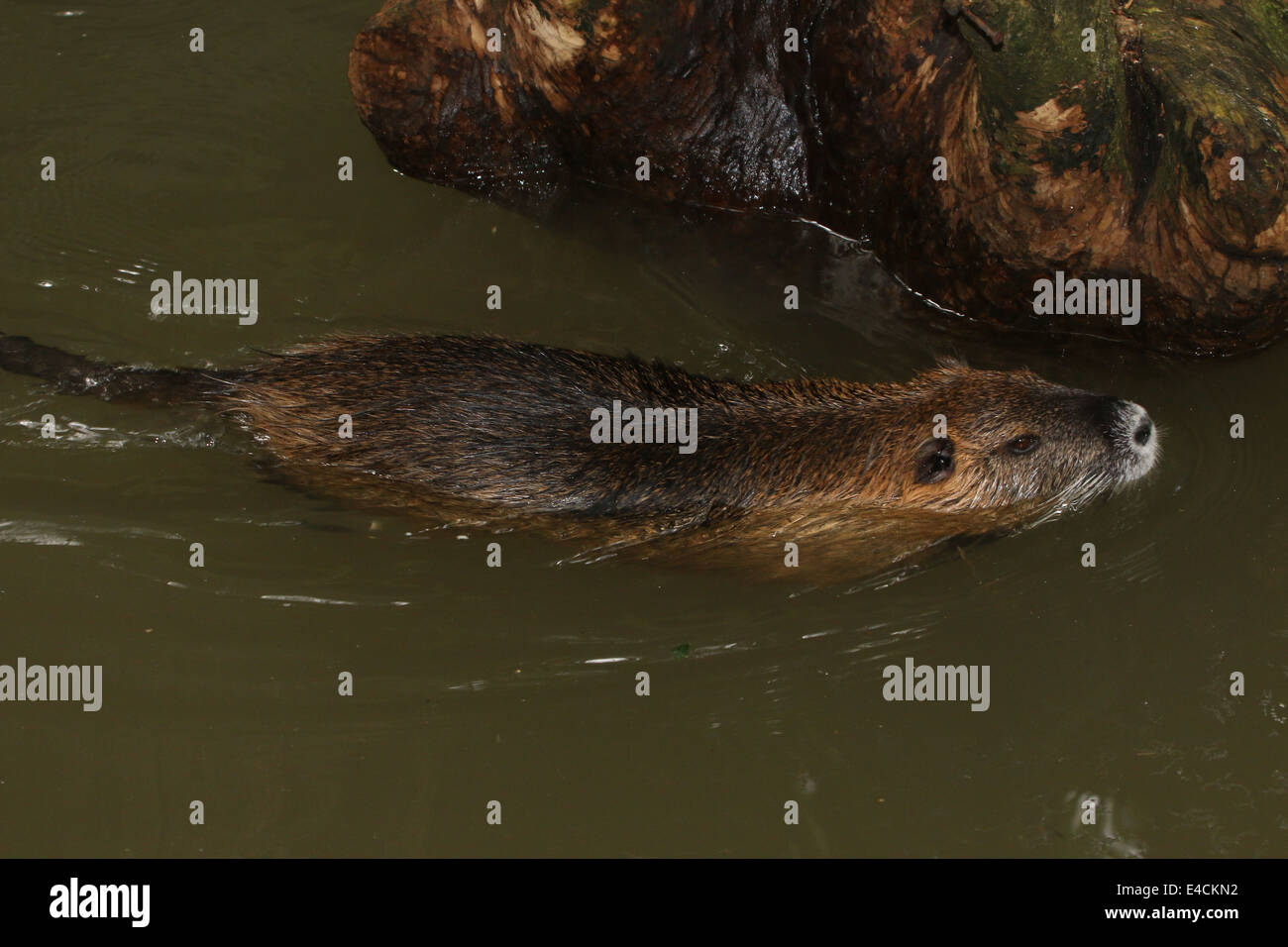 South-American Coypu or river rat (Myocastor coypus Stock Photo - Alamy