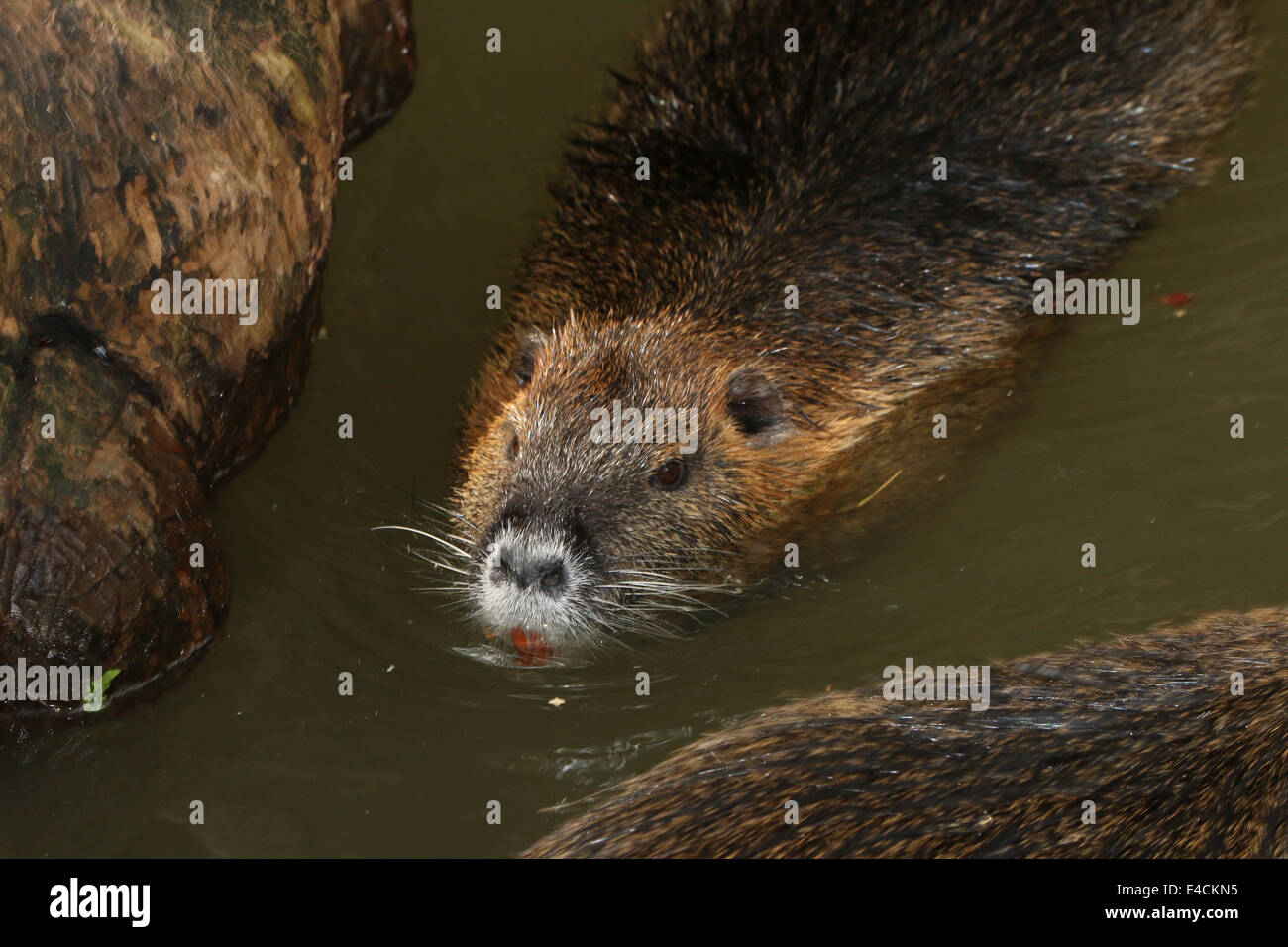 River Rat Stock Photos & River Rat Stock Images - Alamy