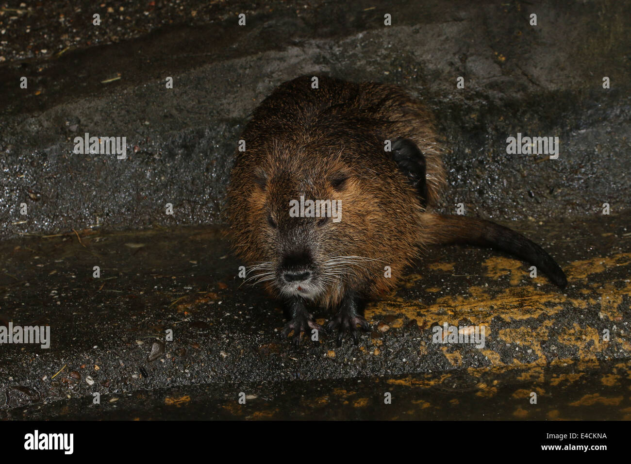 River rat hi-res stock photography and images - Alamy