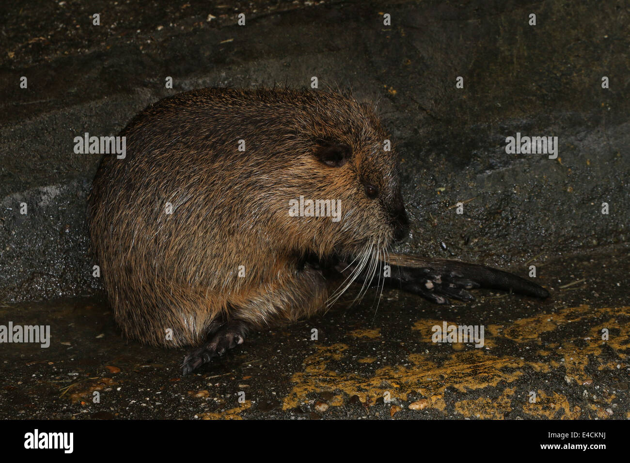 River rat hi-res stock photography and images - Alamy