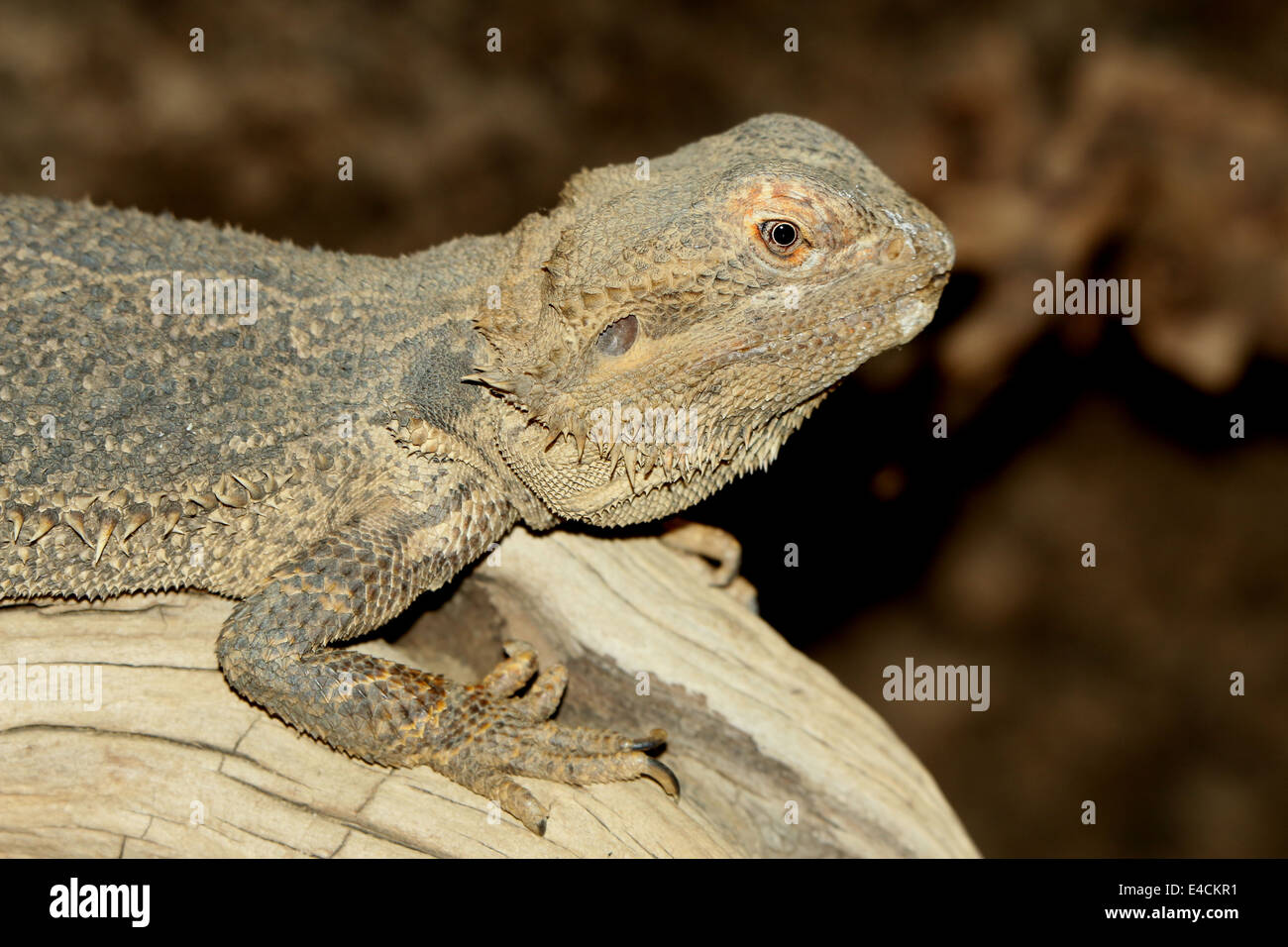 Close-up of the Central bearded dragon (Pogona vitticeps Stock Photo ...
