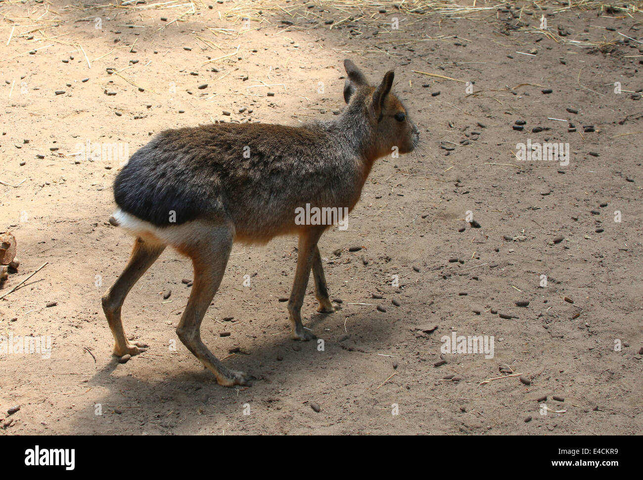 Liebre patagonica hi-res stock photography and images - Alamy