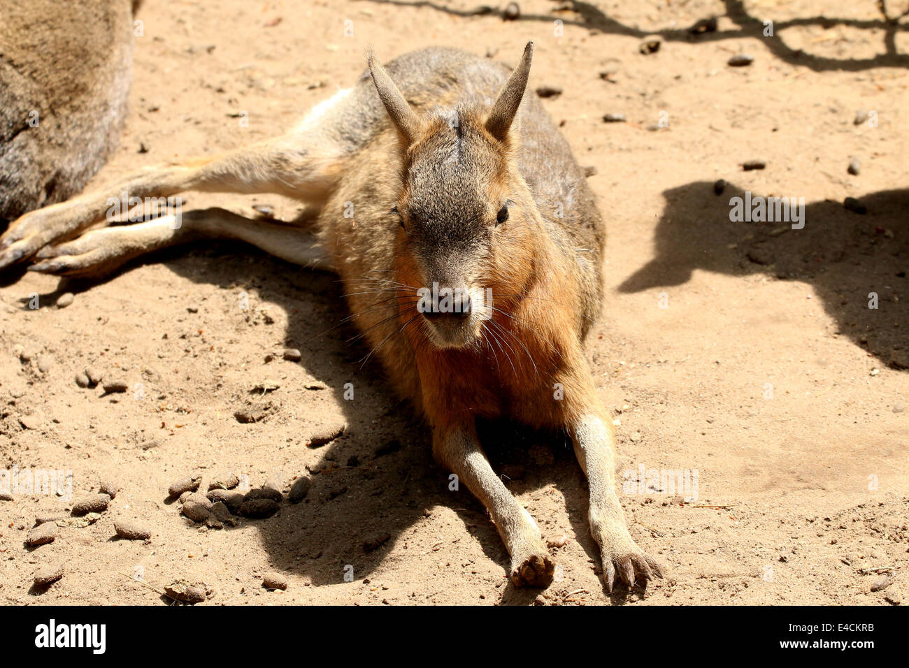 Dolichotis patagonica hi-res stock photography and images - Alamy