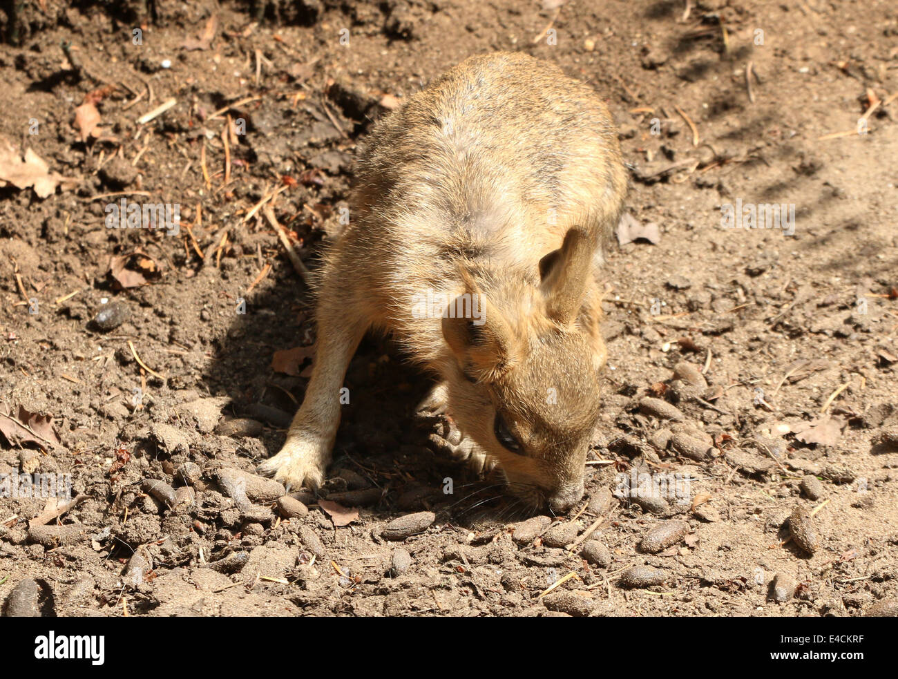 Juvenile Patagonian mara (Dolichotis patagonum) a.k.a. Patagonian cavy ...