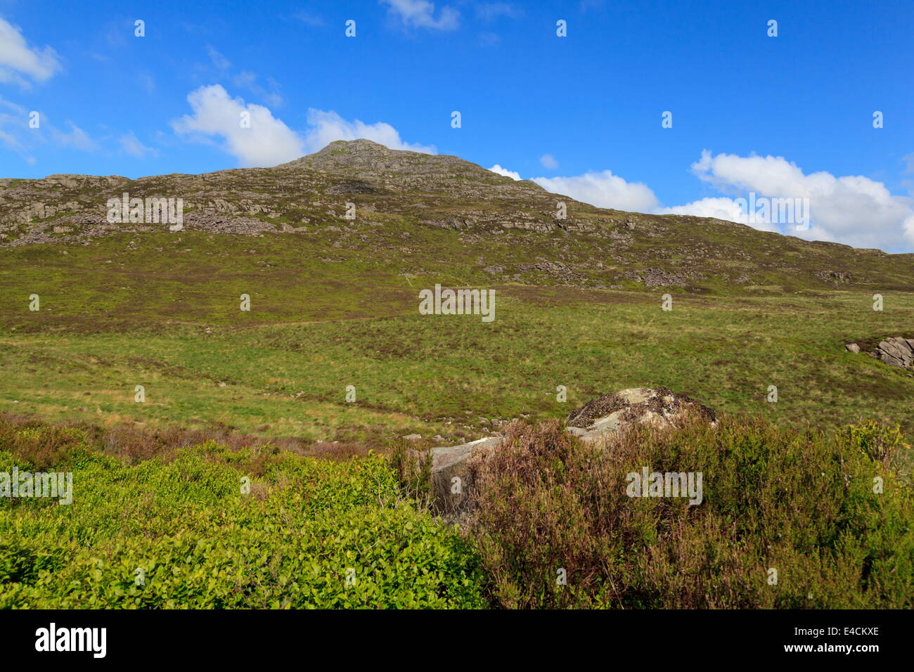 Looking up to Rhinog Fawr From the lower flanks of Rhinog Fach Stock ...