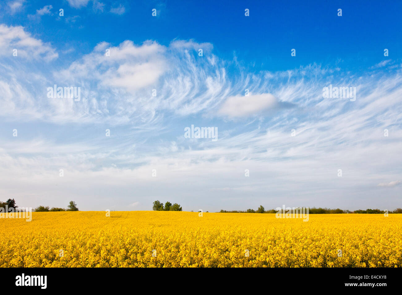 Colza field in bloom, Tuscany, Italy Stock Photo - Alamy