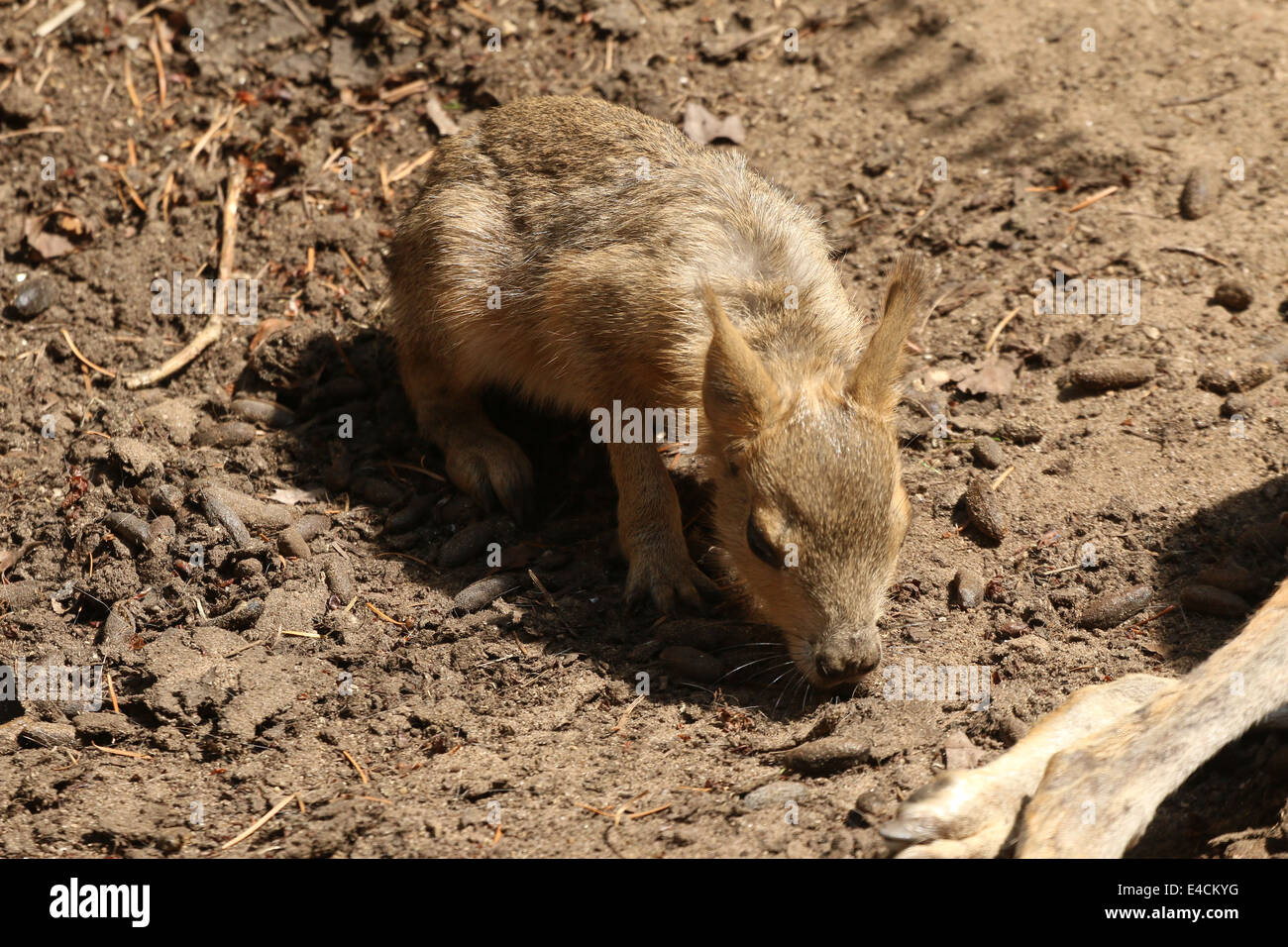 Dolichotis patagonica hi-res stock photography and images - Alamy