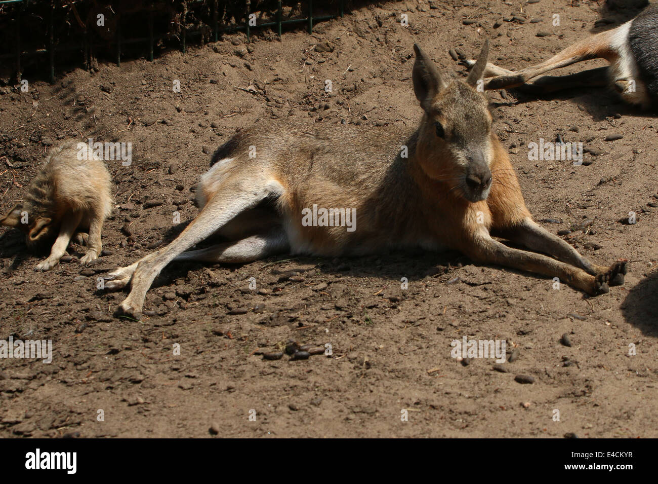 Patagonian mara (Dolichotis patagonum) a.k.a. Patagonian cavy ...