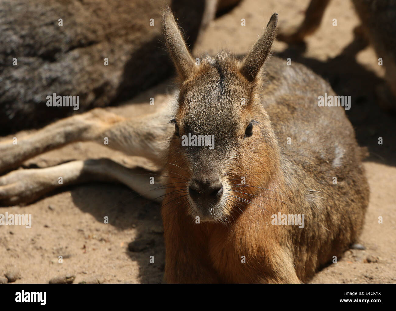 Patagonian mara (Dolichotis patagonum) a.k.a. Patagonian cavy ...