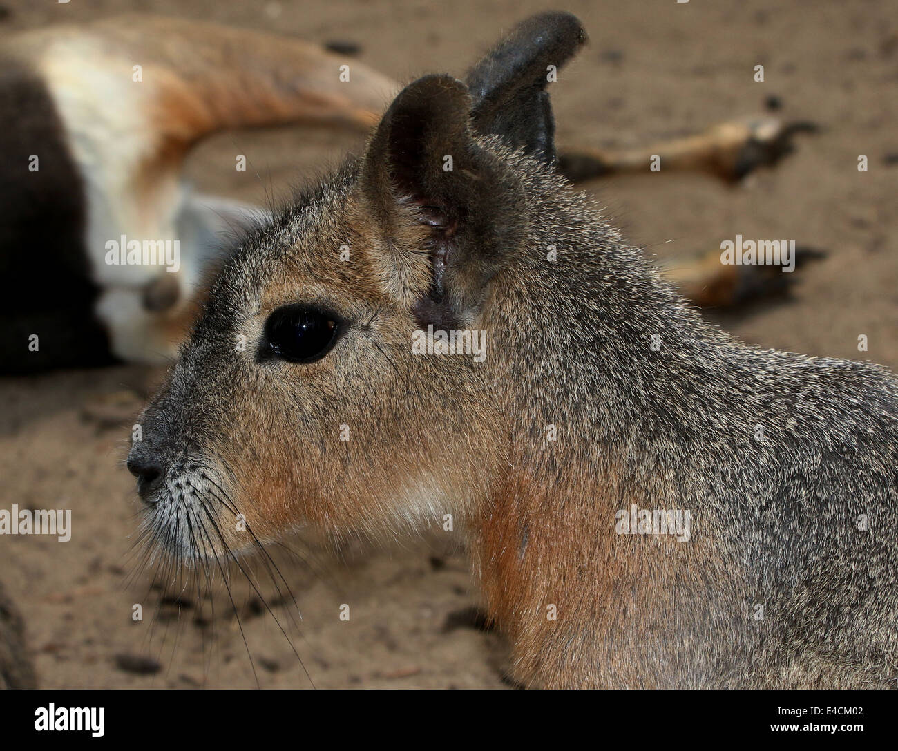 Patagonian mara (Dolichotis patagonum) a.k.a. Patagonian cavy ...