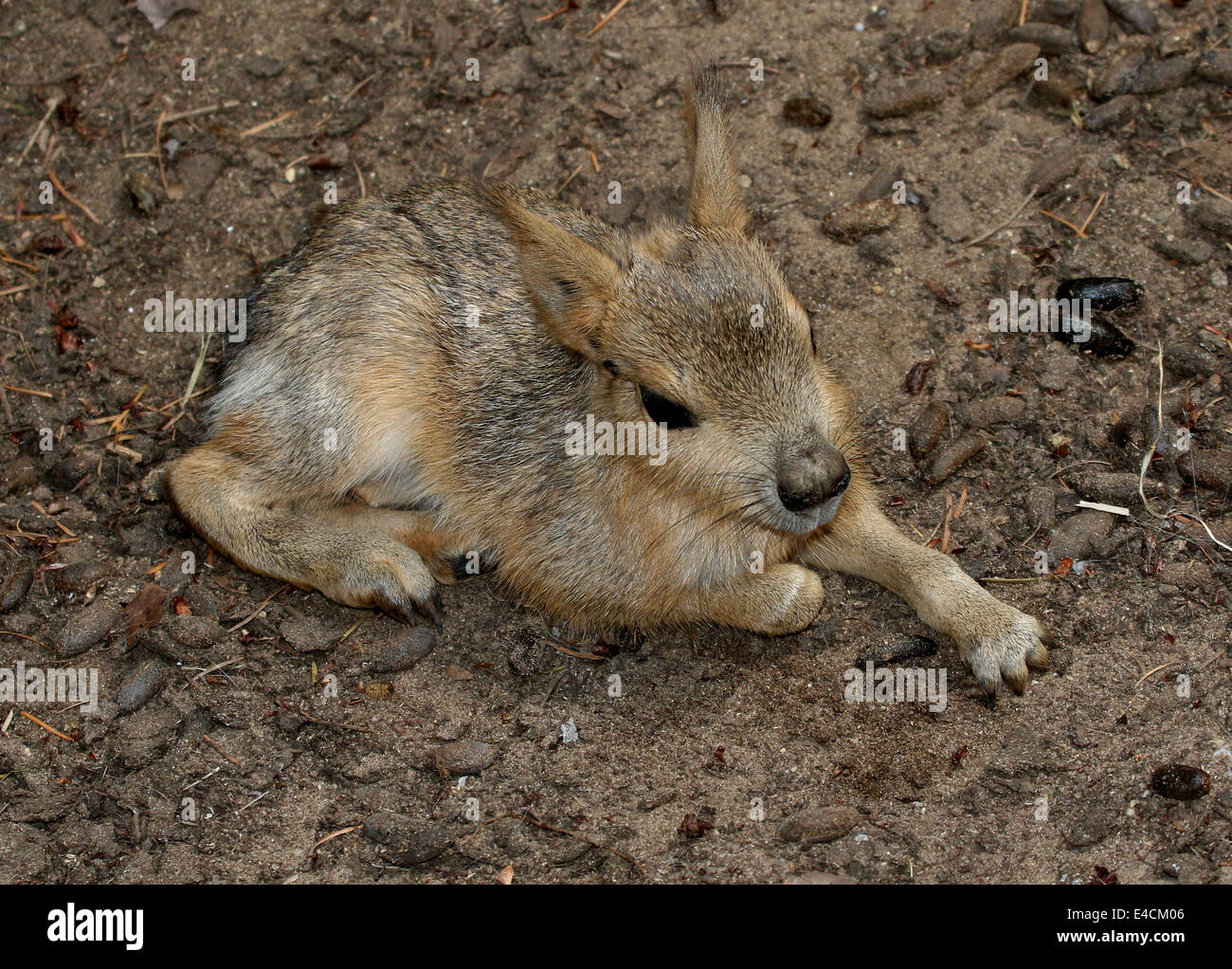 Baby Patagonian mara (Dolichotis patagonum) a.k.a. Patagonian cavy ...