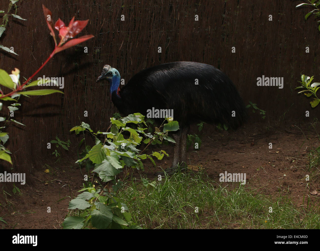 Southern cassowary (Casuarius casuarius) a.k.a. double-wattled cassowary, Australian or two ...