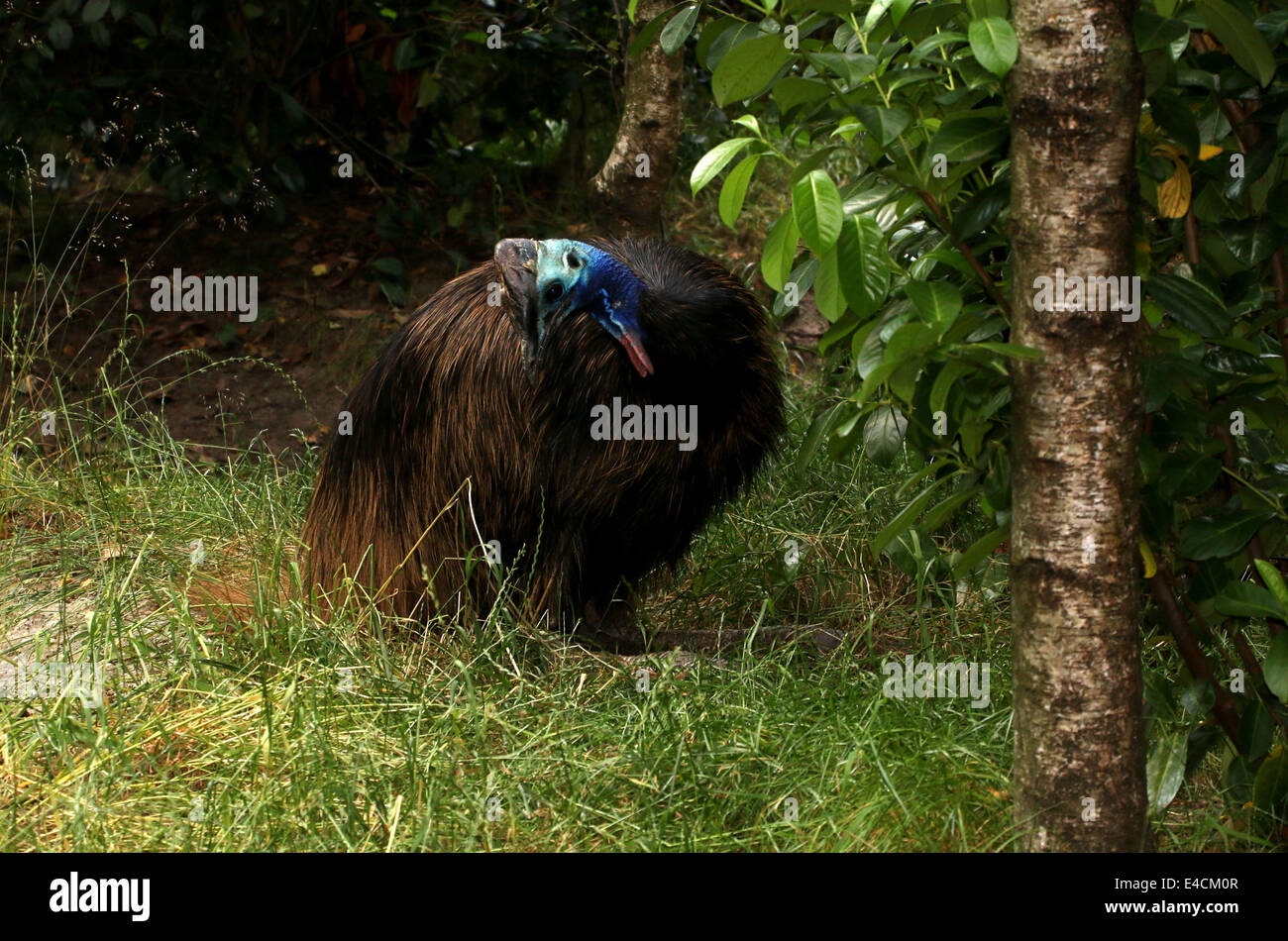 Australian cassowary hi-res stock photography and images - Alamy