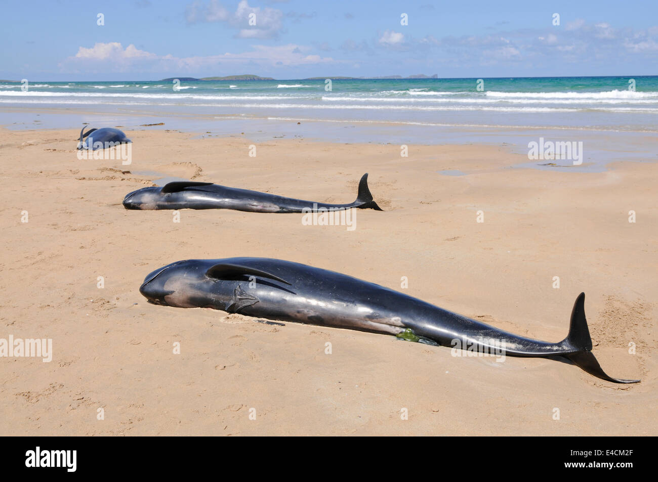 Falcarragh Strand, Donegal, Ireland. 8 Jul 2014 - Three pilot whales ...