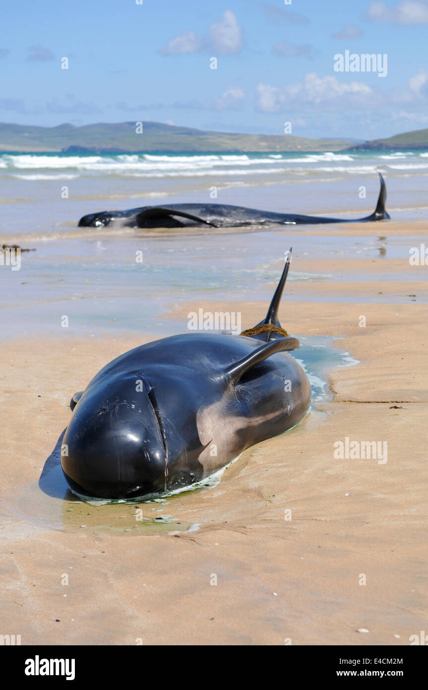 10 others hi-res stock photography and images - Alamy