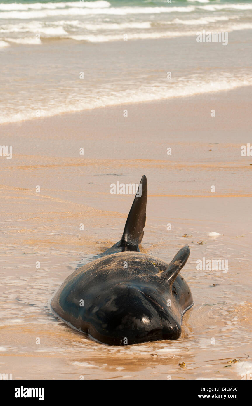 Falcarragh Strand, Donegal, Ireland. 8 Jul 2014 - A pilot whale lies ...
