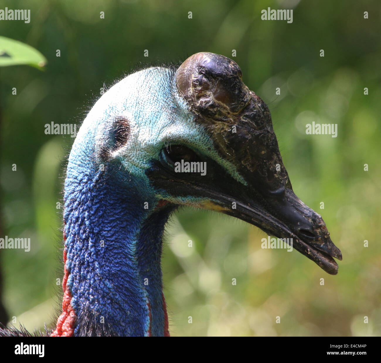 Australian Southern cassowary (Casuarius casuarius) a.k.a. double ...