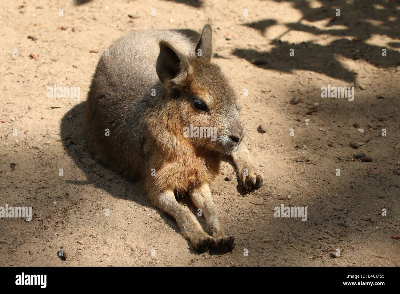 Patagonian mara (Dolichotis patagonum) a.k.a. Patagonian cavy ...